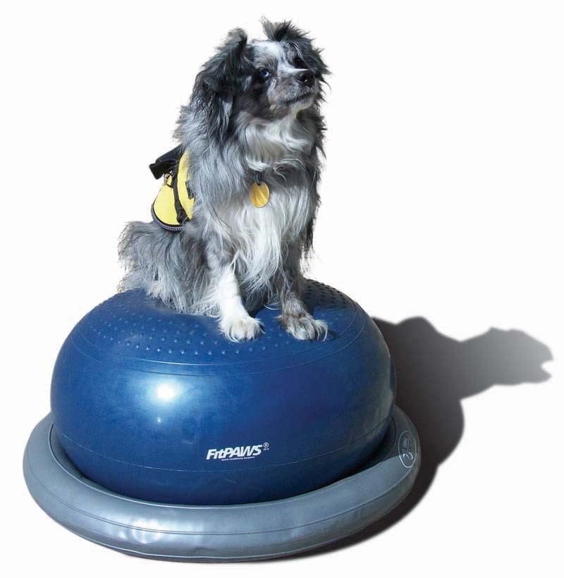 FitPAWS® Donut Holder - Dog Fitness and Canine Rehab Equipment ...